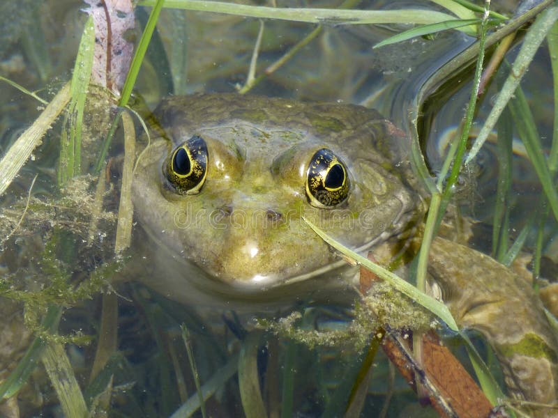 Portrait of a frog stock image. Image of animal, amphibian - 225723713