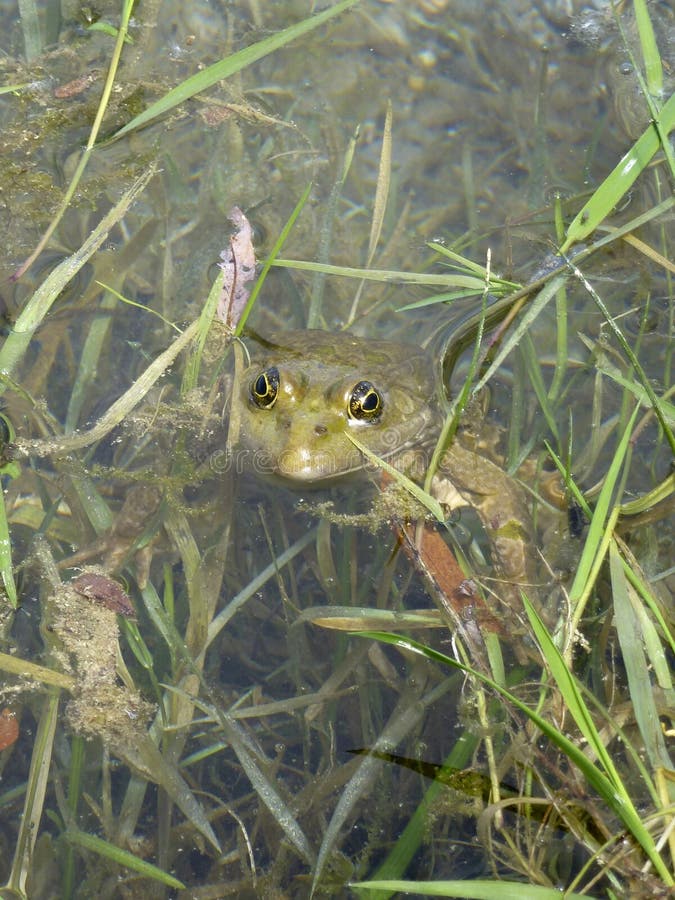 Portrait of a frog stock photo. Image of frogs, reserve - 225723744