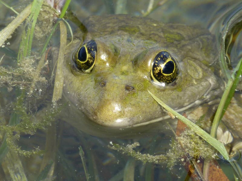 Portrait of a frog stock image. Image of frogs, welfare - 225723755