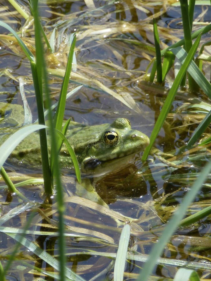 Portrait of a frog stock photo. Image of reserve, outdoor - 225723782