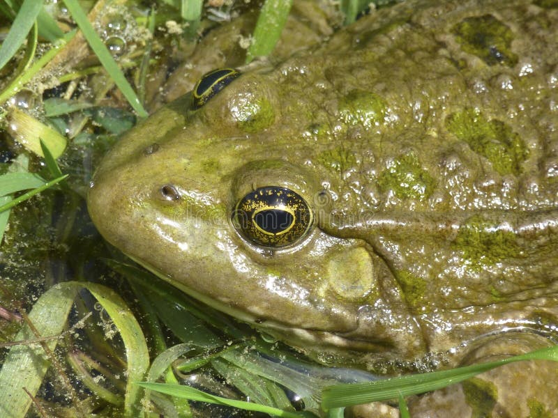 Portrait of a frog stock photo. Image of nature, frog - 363670378