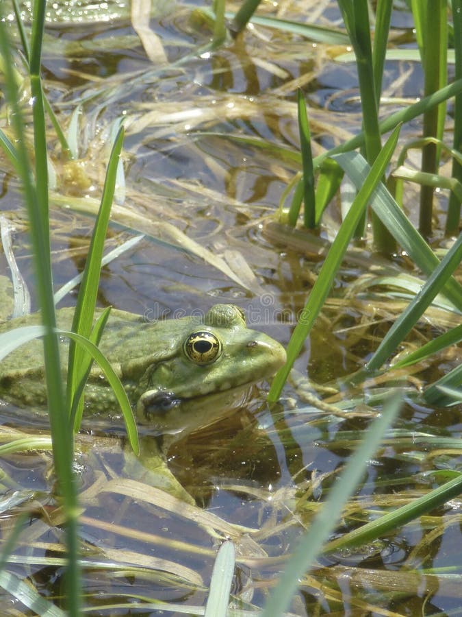 Portrait of a frog stock image. Image of lurch, nature - 363670433