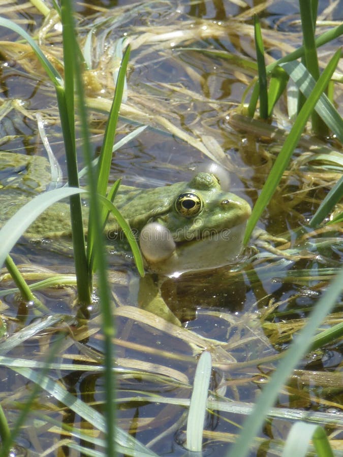 Portrait of a frog stock image. Image of amphibians - 363670467