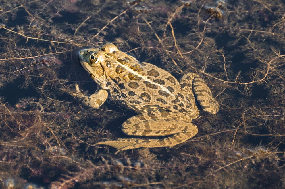 Portrait of a frog stock photo. Image of frogs, natural - 363671828