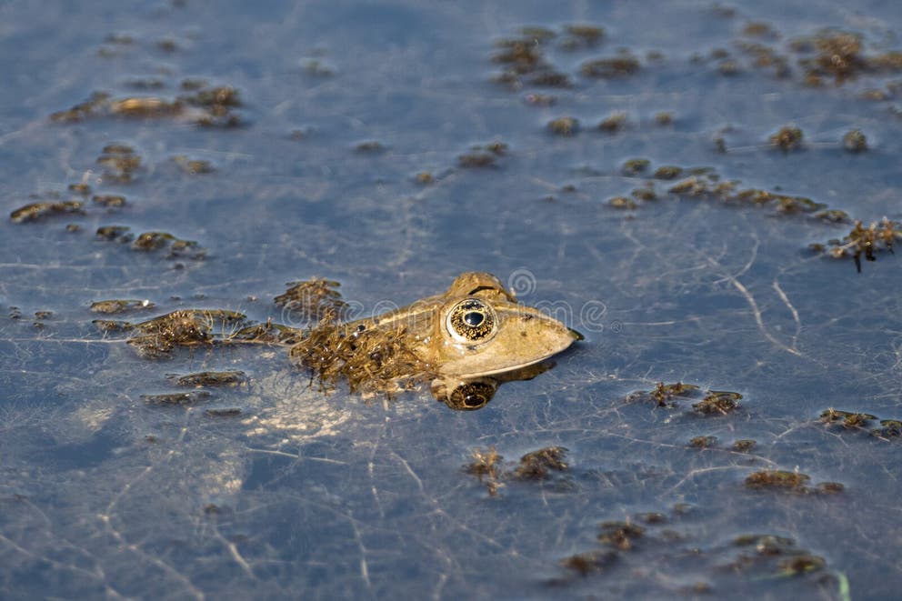 Portrait of a frog stock photo. Image of reserve, amphibians - 363671848