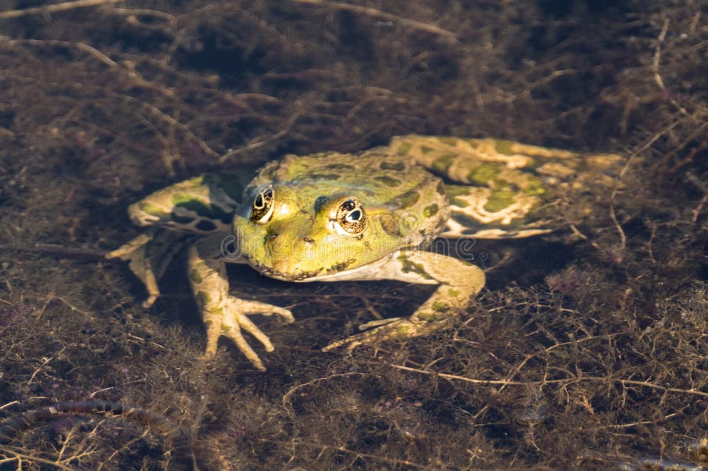 Portrait of a frog stock image. Image of amphibian, genus - 363671867