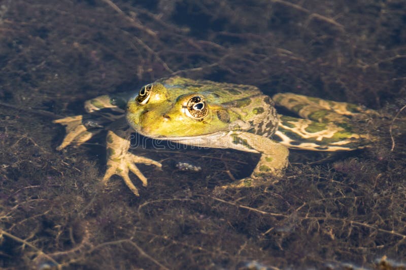 Portrait of a frog stock photo. Image of welfare, rana - 363671906