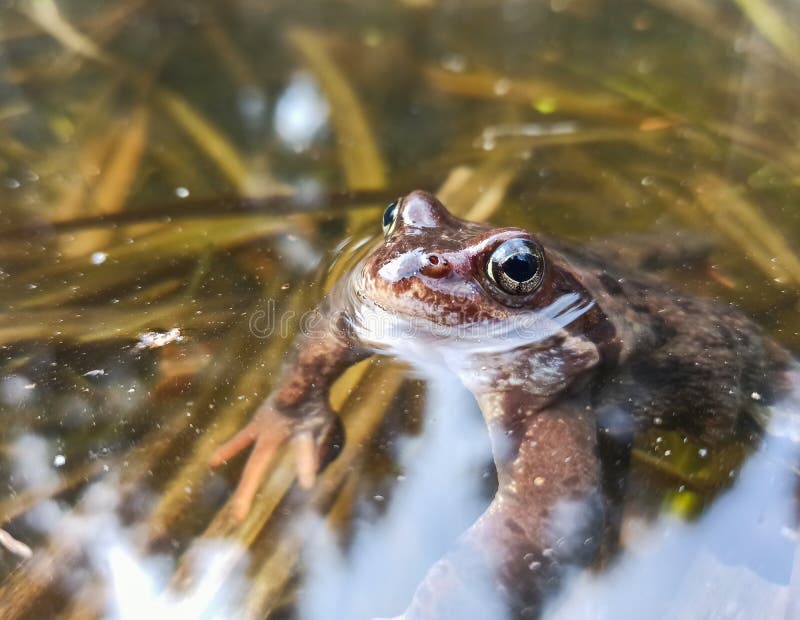 Portrait of a Frog Peeking Out from Under the Water in a Pond Stock ...