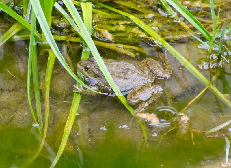 Portrait of a Frog in a Swamp Stock Photo - Image of animal, aquatic ...