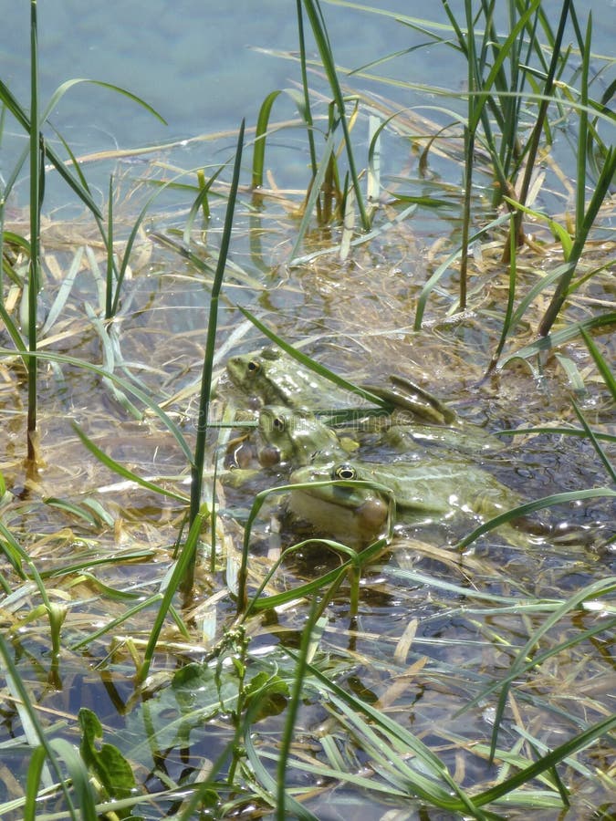 Portrait of Frogs in a Lake Stock Image - Image of frogs, outdoor ...