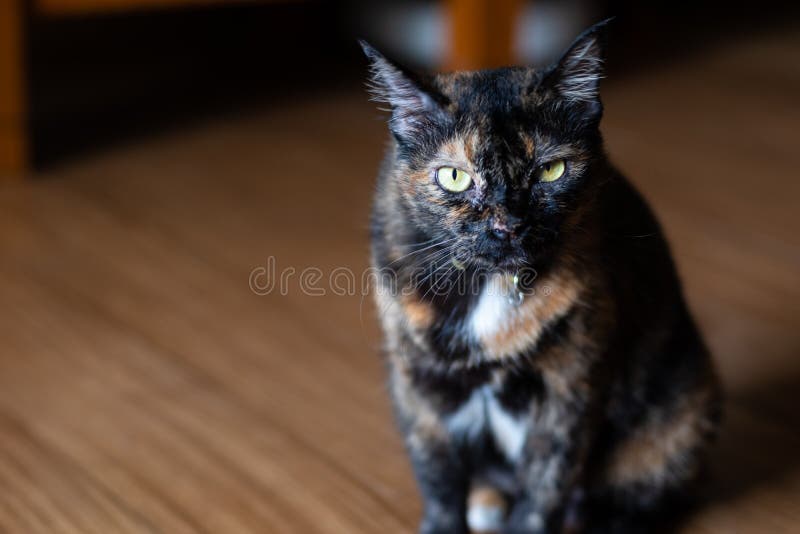 Portrait Front Facing Portrait of Angry Grumpy Cat Unhappy Looking ...