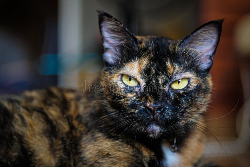 Front Facing Portrait of Angry Grumpy Cat Unhappy Looking Directly at ...