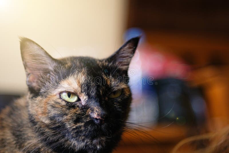 Front Facing Portrait of Angry Grumpy Cat Unhappy Looking Directly at ...