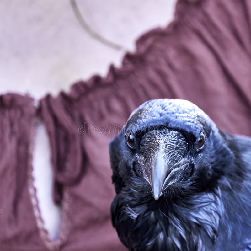 Portrait Frontal Du Corbeau Noir Corvus Corax Macro Photo stock - Image du animal, oeil: 263067674