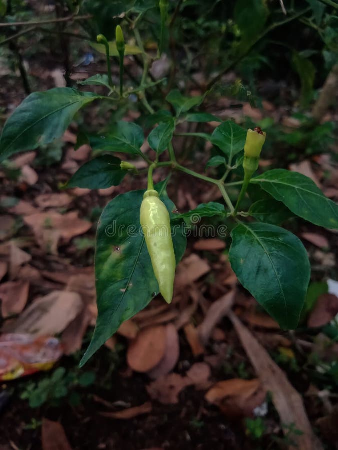 Portrait of a Fruiting Chili Garden Stock Photo - Image of plant ...