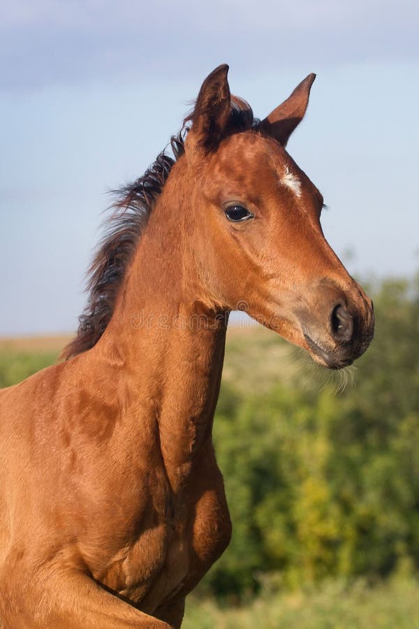 Akhal-teke foal stock image. Image of fast, mane, field - 11508183