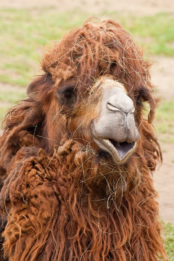 5,730 Funny Camel Stock Photos - Free & Royalty-Free Stock Photos from ...