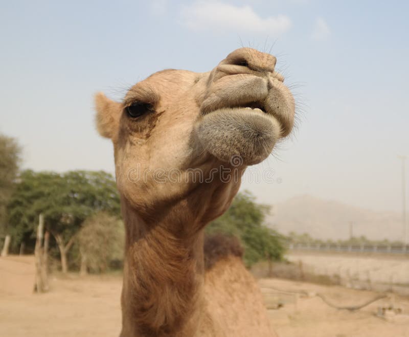 Portrait of Funny Camel Head, Sharjah, UAE Stock Photo - Image of ...