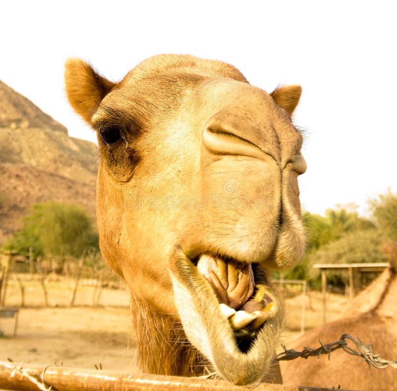 Portrait of Funny Camel Head, Sharjah, UAE Stock Photo - Image of brown ...