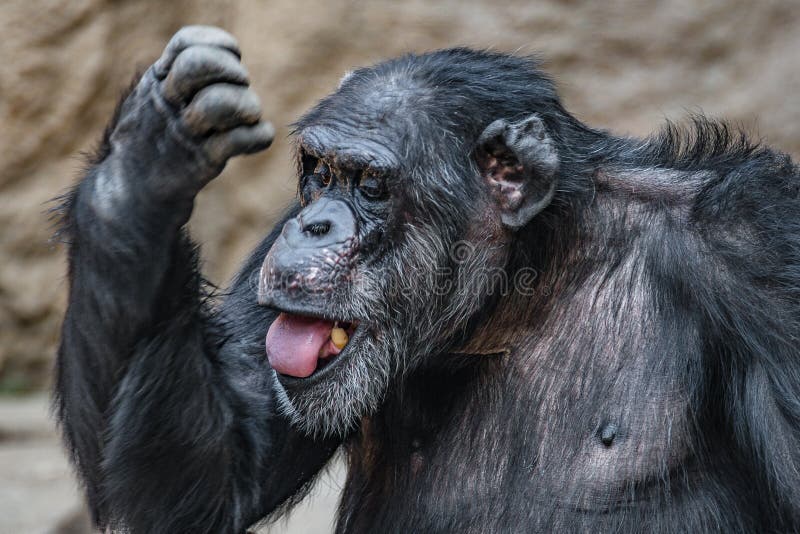 Monkey Making Funny Face