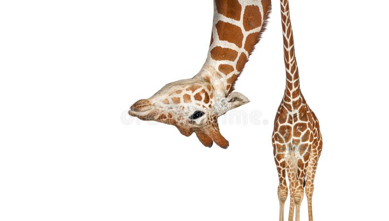 Portrait of a Funny and Cute Giraffe Upside Down Head Down. with a ...