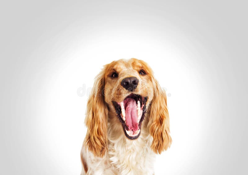 Portrait, Funny Dog Spaniel Stock Photo - Image of cocker, animal: 86649916