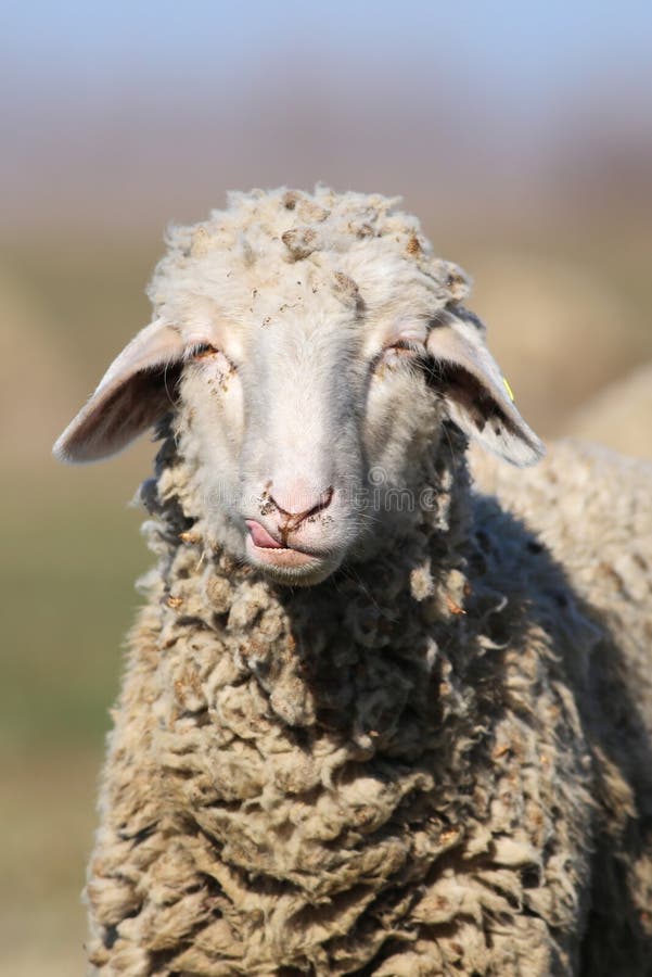Funny Sheep Stock Images - Download 5,711 Royalty Free Photos