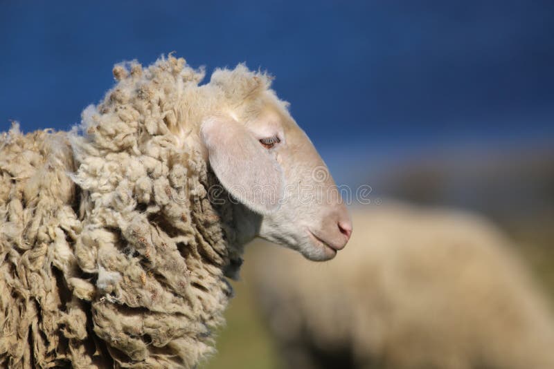 Portrait of Funny Face White Sheep Stock Photo - Image of fluffy, sheep ...