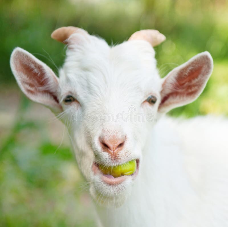 Portrait of a Funny Goat Chewing an Apple Stock Image - Image of animal ...