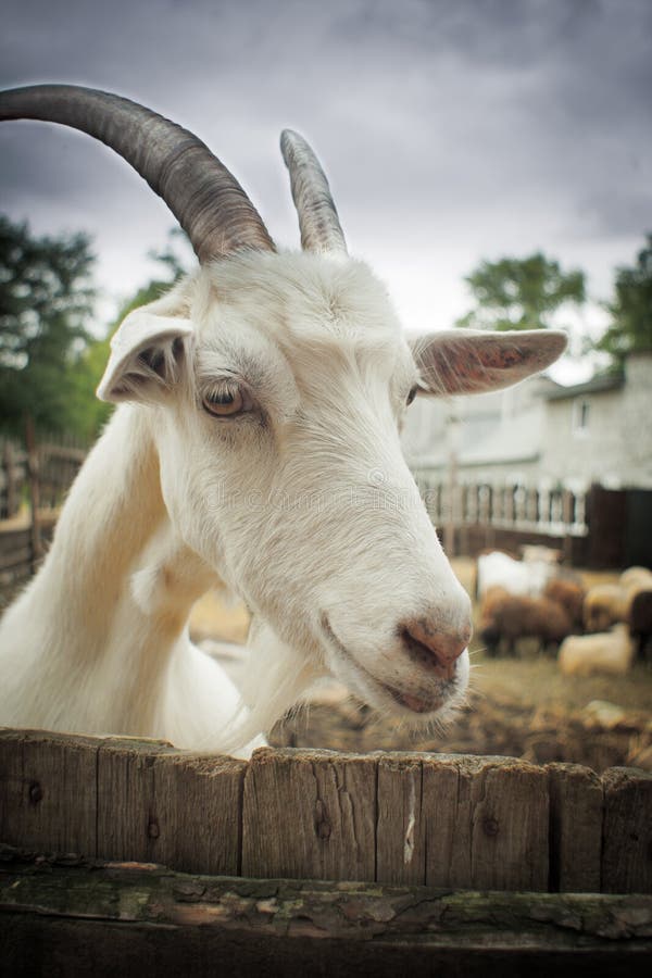 Funny Goat Looking To Camera Stock Photo - Image of blue, head: 31404522