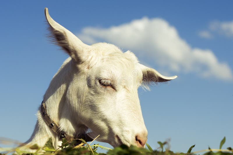 Portrait of a Funny Goat Looking To a Camera Over Blue Sky and Clouds ...