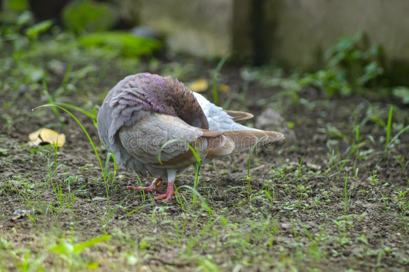 Dove behavior stock photo. Image of loyalty, garden - 318745478