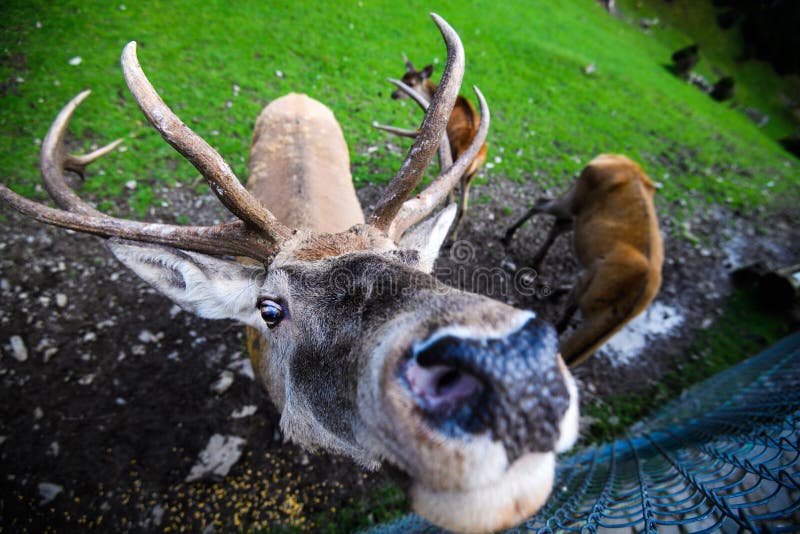 Funny stag portrait stock photo. Image of heat, detail - 103202250