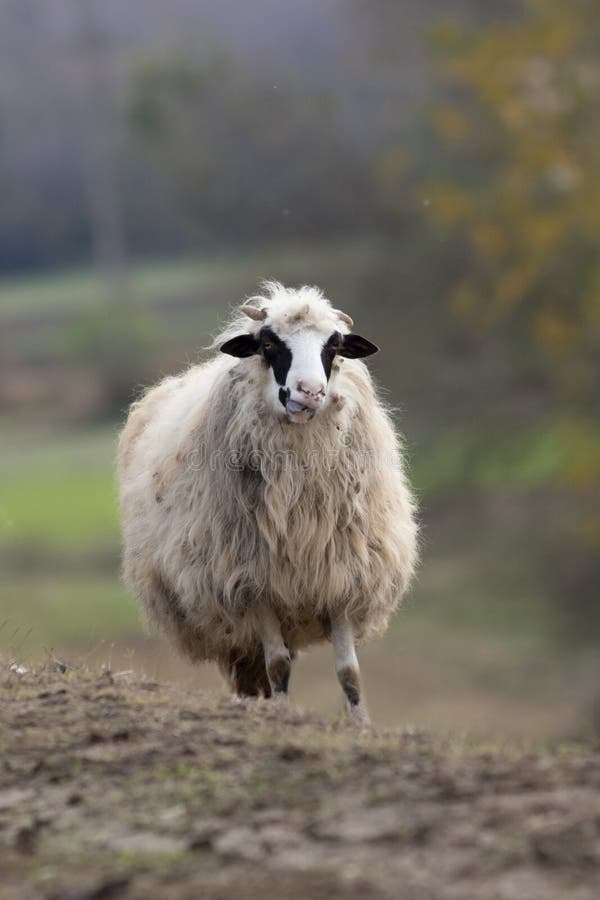 8,522 Funny Sheep Photos - Free & Royalty-Free Stock Photos from Dreamstime