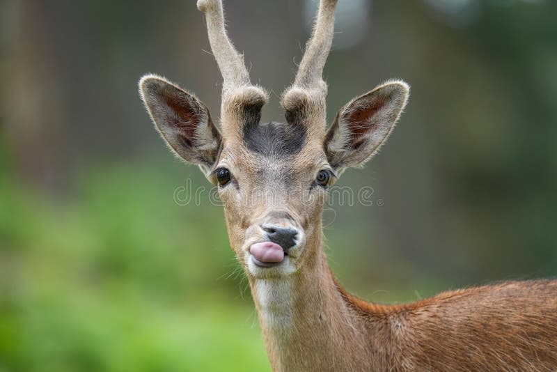 Portrait of a Funny Small Deer Muzzle in the Forest, Close-up Stock ...
