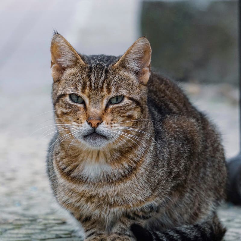 Portrait of a Funny Tabby Stray Cat Stock Photo - Image of stray ...