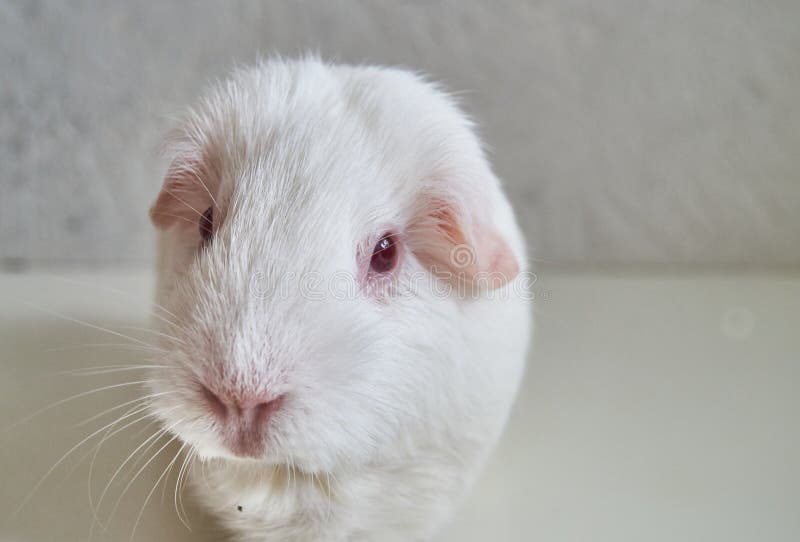 Portrait of Funny White Cavy with Red Eyes Stock Photo - Image of ...