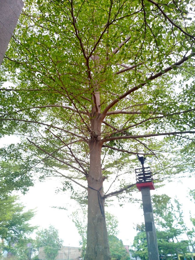 Portrait of a Garden Tree in Cloudy and Cool Weather Stock Photo ...