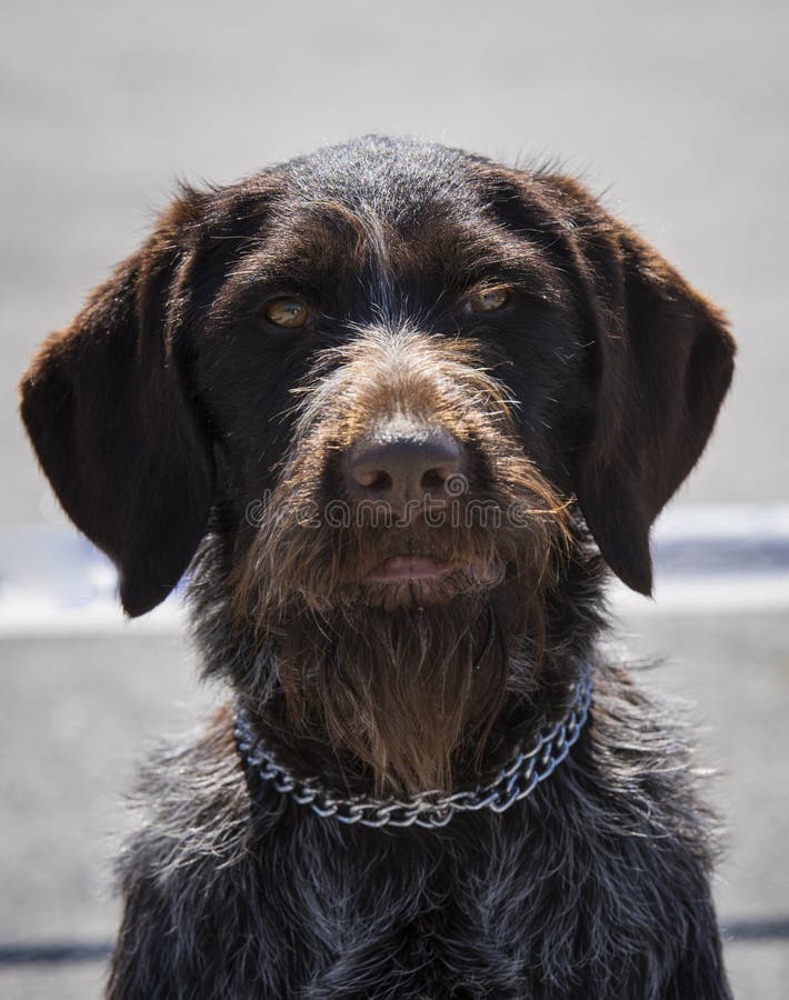 Portrait of German Pointer stock image. Image of breed - 89725815