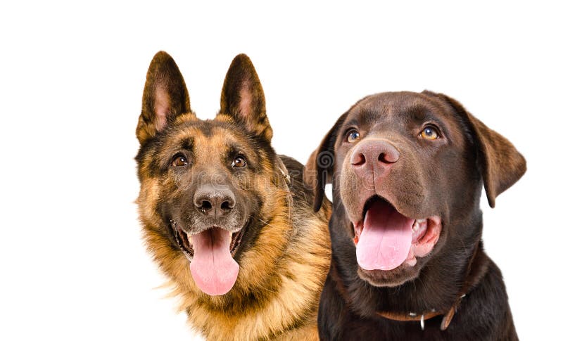 Labrador Retriever German Shepherd Mix Adult