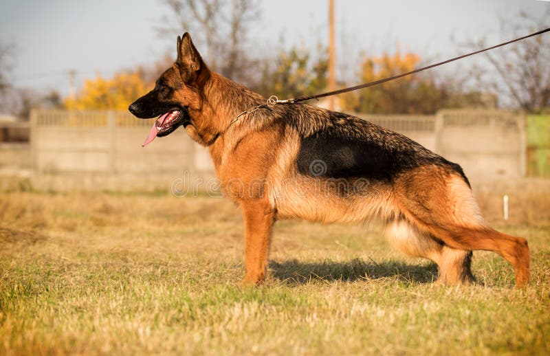 Portrait of German Shepherd Dog Resting in the House. Face or Head ...