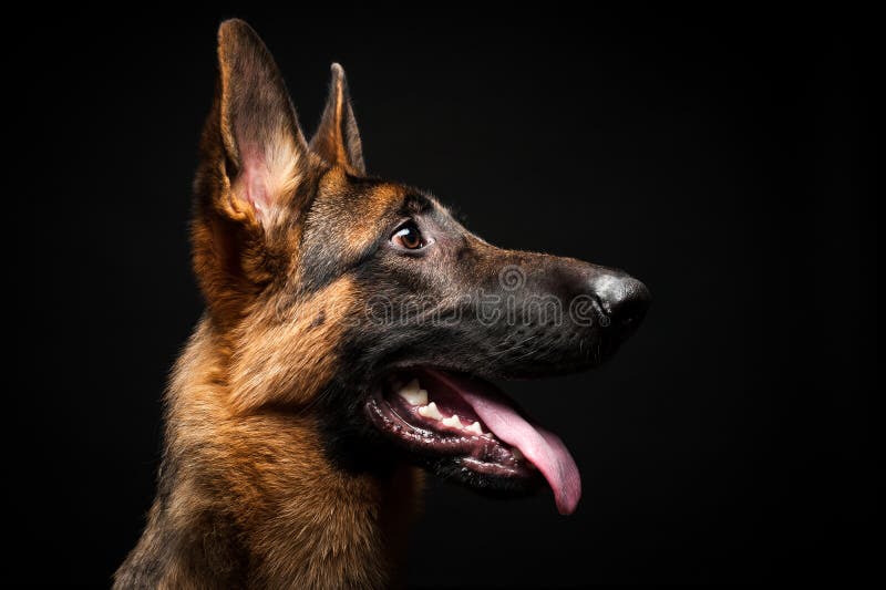 Portrait of a German Shepherd in Front of an Isolated Black Background ...