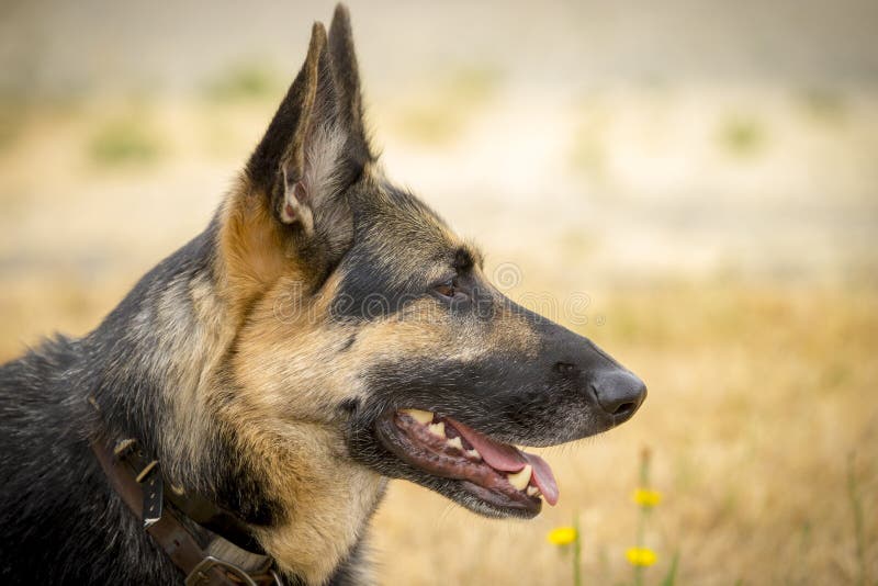 Portrait of a German Shepherd - Profile Shot Stock Photo - Image of ...