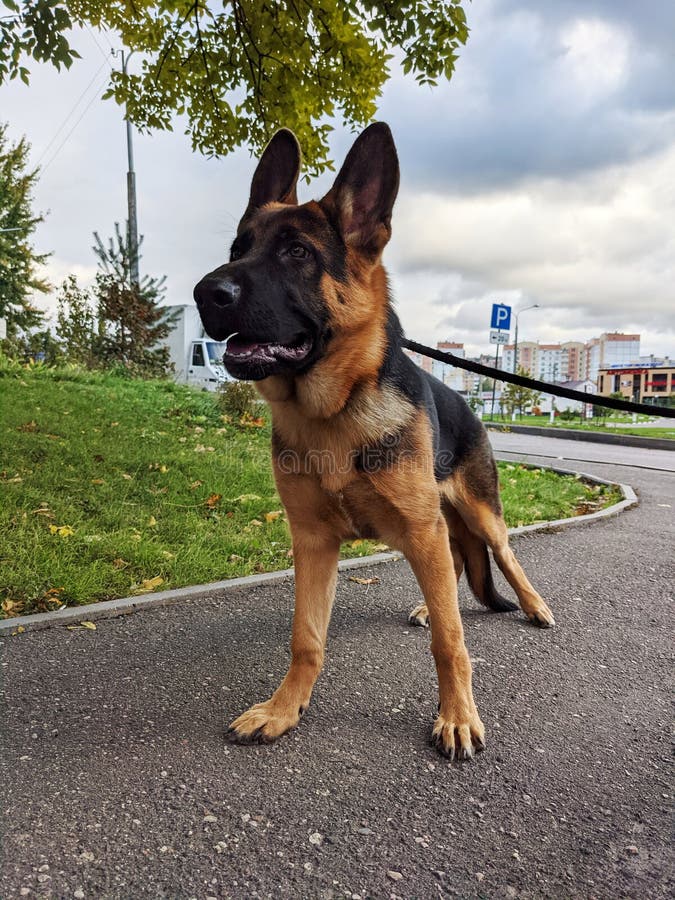 Portrait of a German Shepherd Puppy Standing Outdoors Stock Image ...