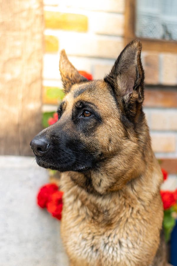 German Shepherds Human Stock Photos - Free & Royalty-Free Stock Photos ...