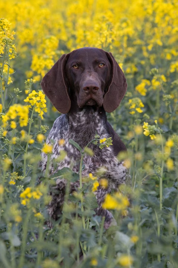 Portrait of German Short Hair Pointer Stock Image - Image of purebred ...