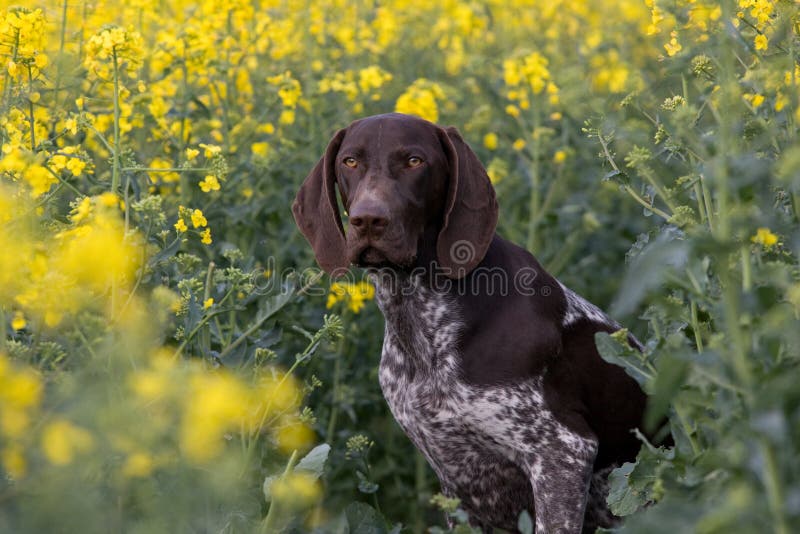 408 German Short Hair Pointer Surprised Stock Photos - Free & Royalty ...