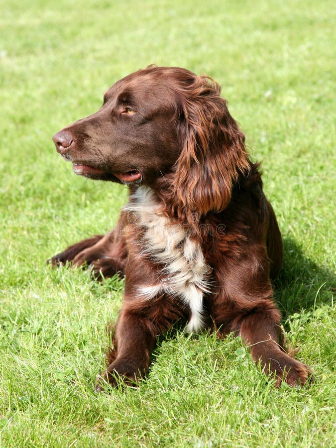 The Portrait of German Spaniel on a Green Grass Lawn Stock Image ...