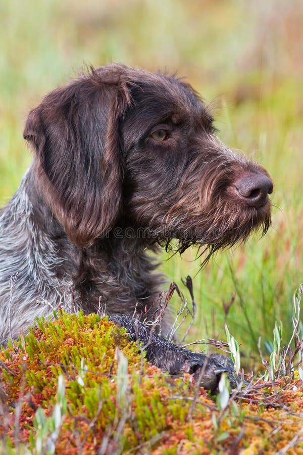 Portrait of Hunting Dog German Wirehaired Pointer Stock Image - Image ...