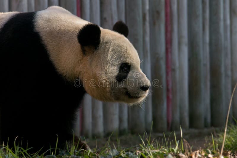 Portrait of a giant panda stock image. Image of mammal - 137845917
